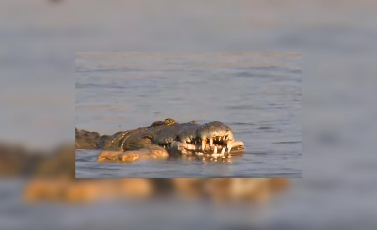 YouTube viral: Enorme cocodrilo tiene brutal pelea con otro feroz ...
