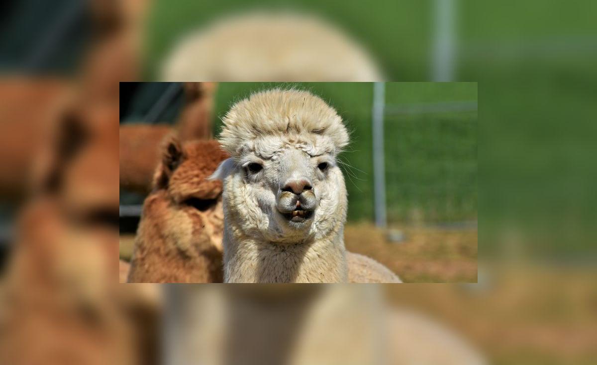 Video | Coronavirus | Alemania: Granja ofrece videollamadas con alpacas ...