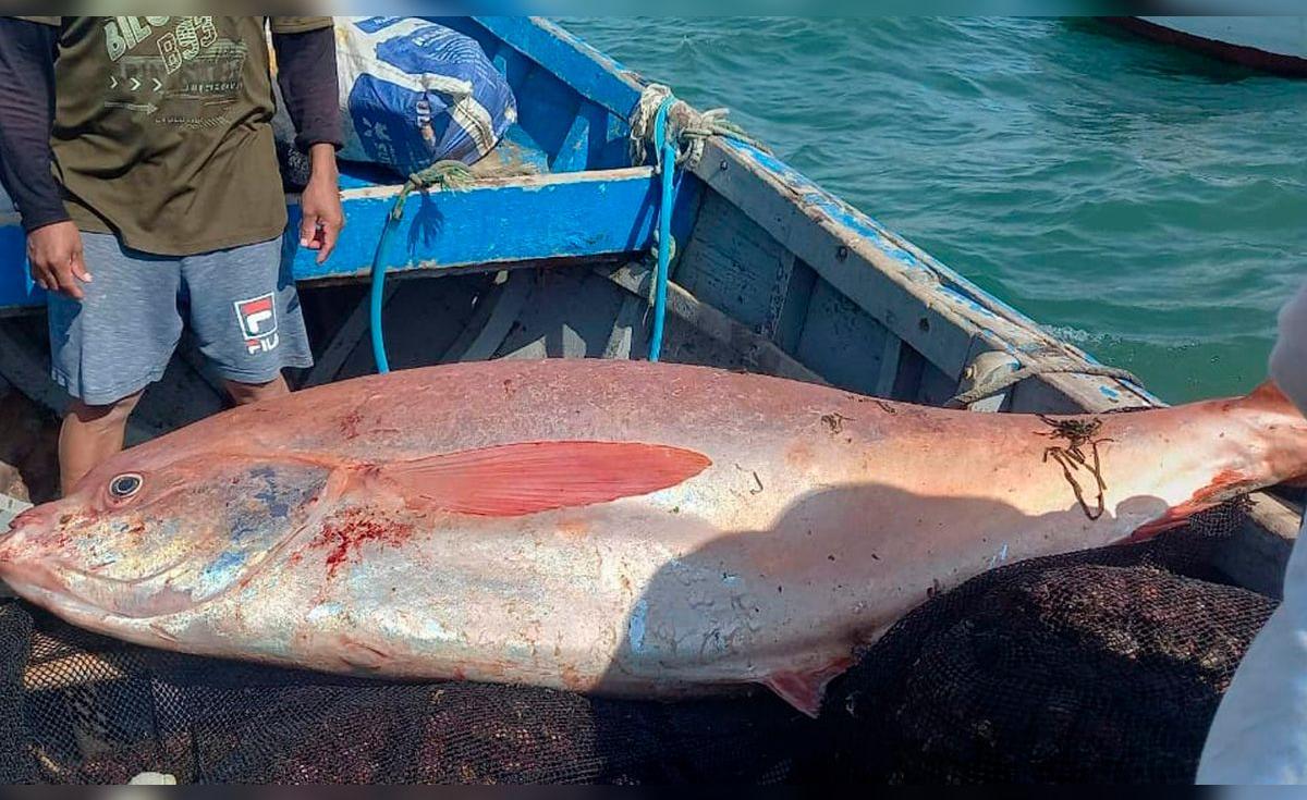 Buzos capturan enorme pez de 100 kilos y casi 2 metros de largo en ...