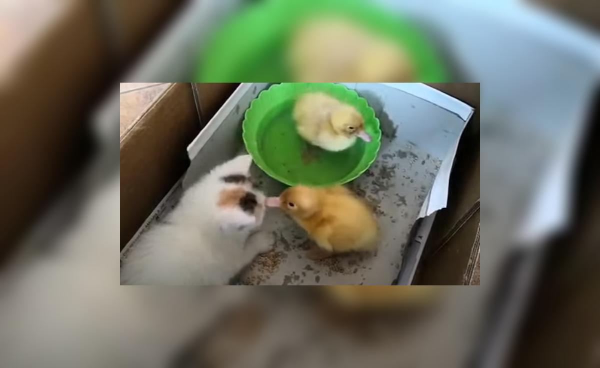 YouTube viral: gato se convierte en el ‘mejor amigo’ de unos pollitos y ...