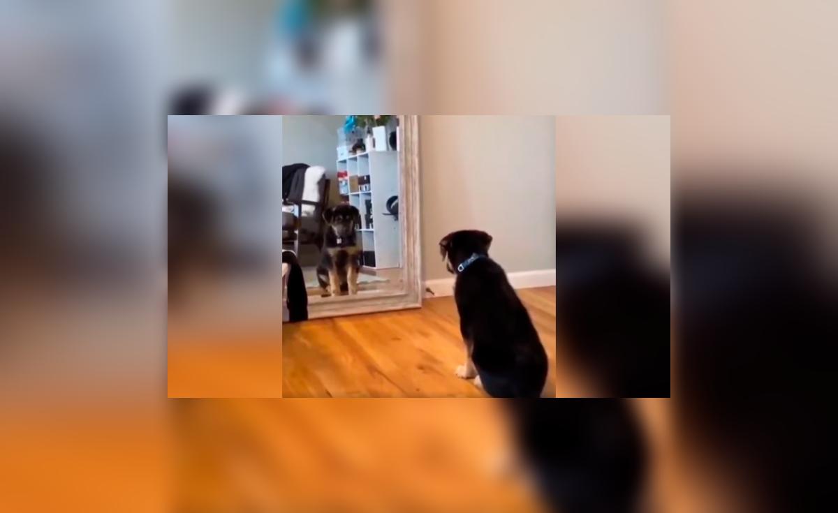 Facebook viral: joven capta el curioso comportamiento de su perro ...