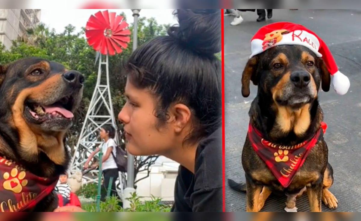 ¿Quién es Chulito, el perro que lucha contra el cáncer y ayuda a su ...