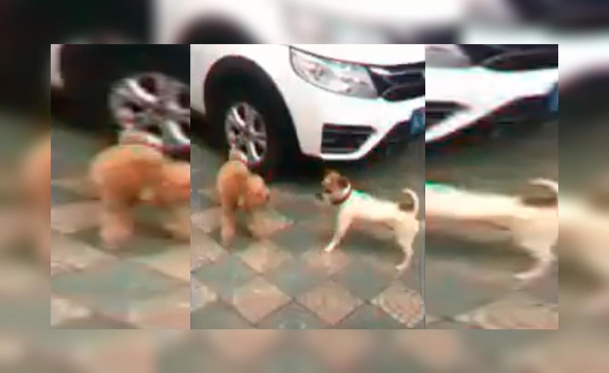 YouTube Viral: Perros que bailan después de pelear causan asombro ...