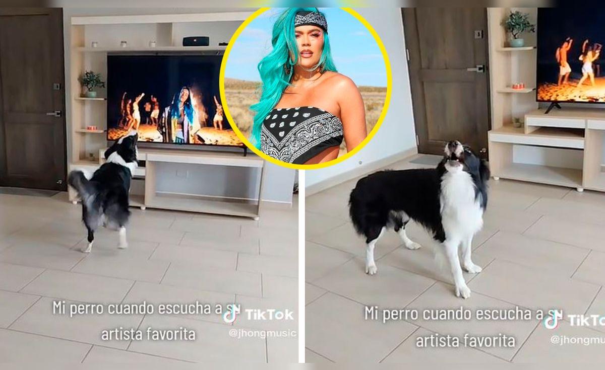 TikTok viral: Perro se emociona cada vez que escucha a Karol G y ‘canta ...