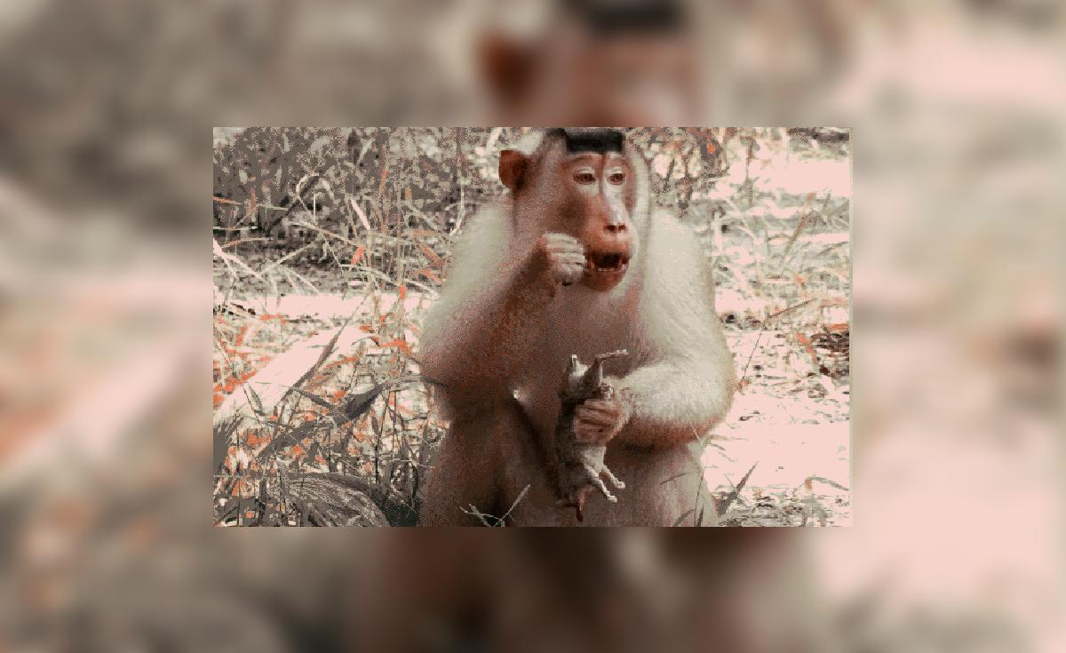 Malasia: Científicos se asombran al descubrir que monos comen ratas ...