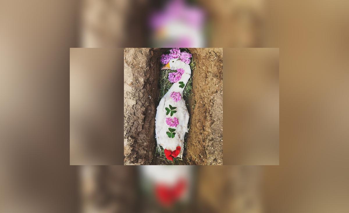Facebook viral: Joven encuentra a su ganso muerto y arma un funeral ...
