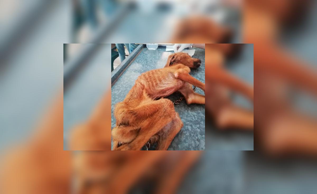 Facebook viral: Perro moribundo es rescatado de la calle y tras algunos ...