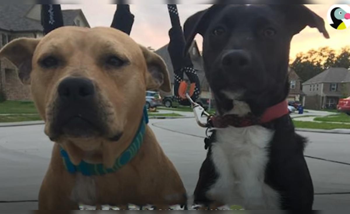 YouTube viral: Bridget y Louie, los perros que fueron abandonados fuera ...