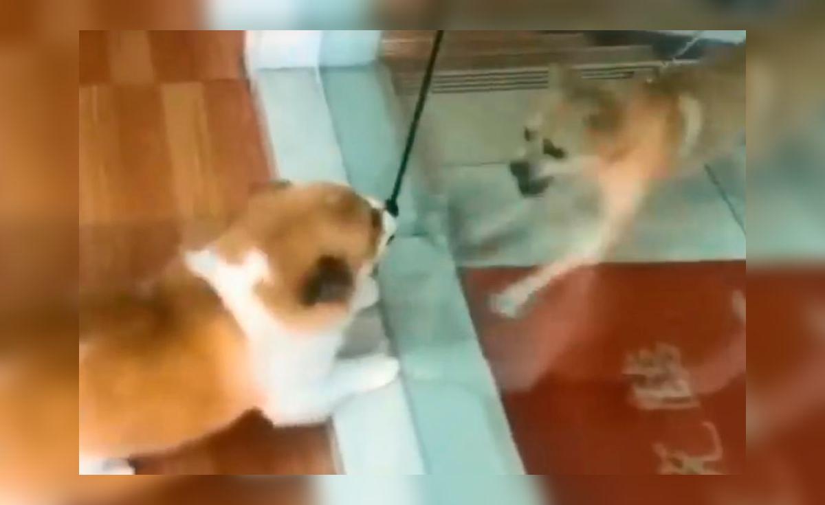 Facebook: perros se quieren pelear, pero cuando los sueltan pasa lo ...