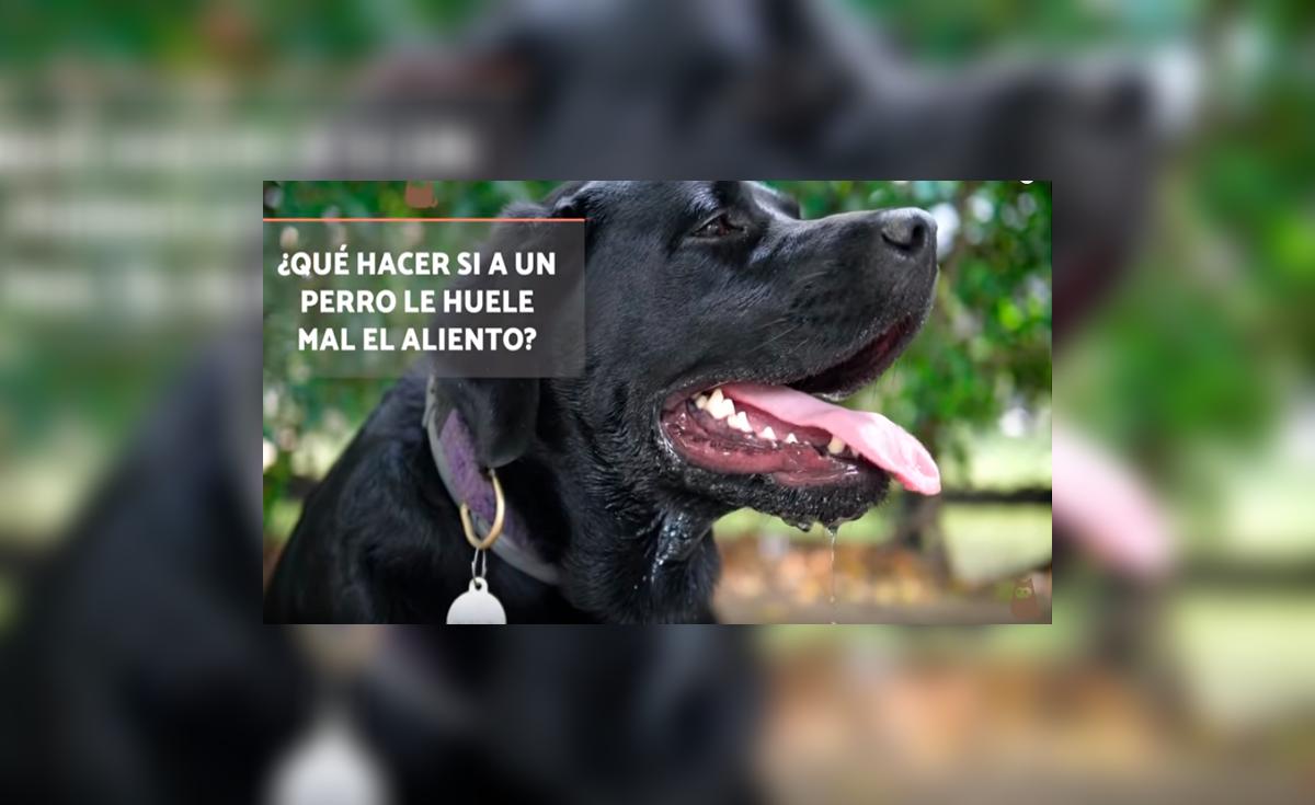 YouTube viral: ¿por qué tu perro suele tener mal aliento y cómo ...