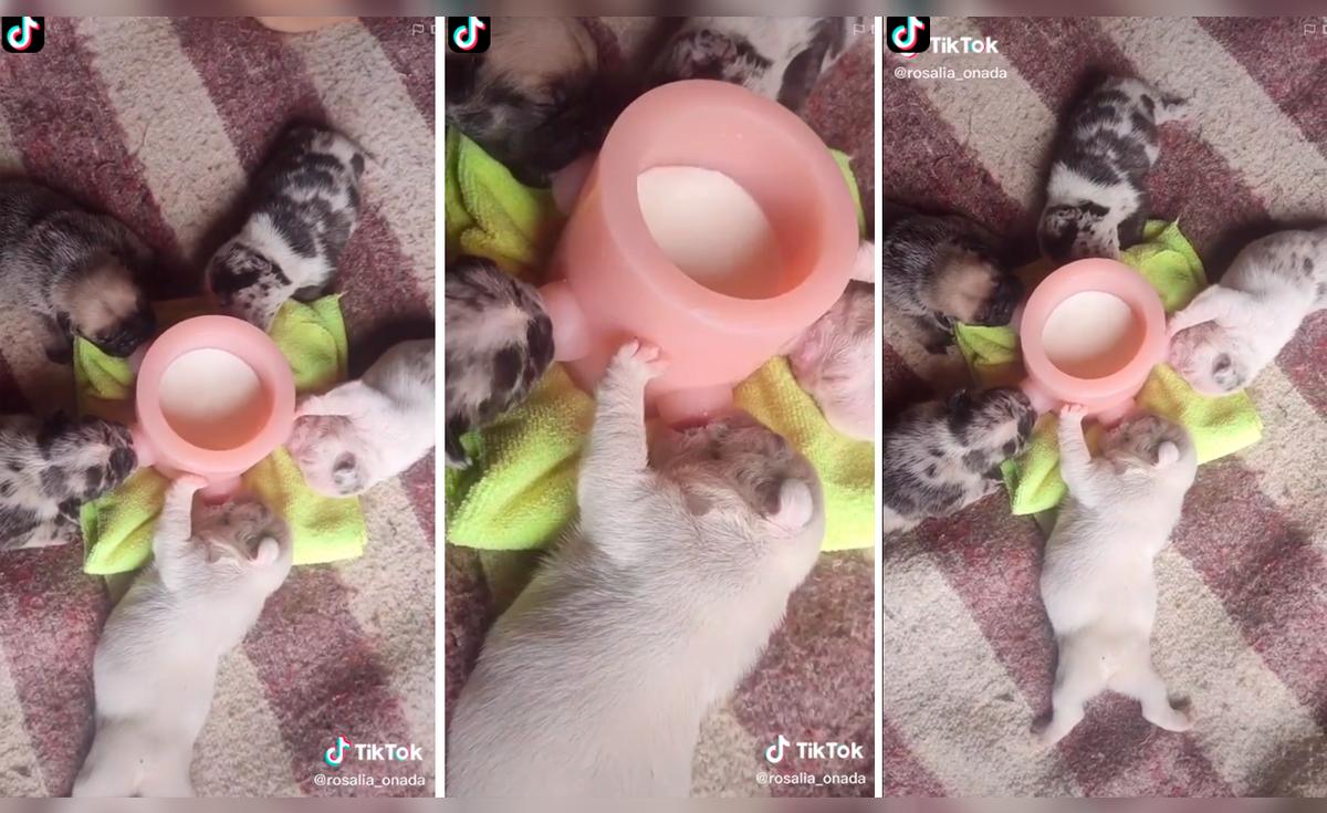 TikTok viral: Joven diseña un bebedero con cinco tetinas para que sus ...