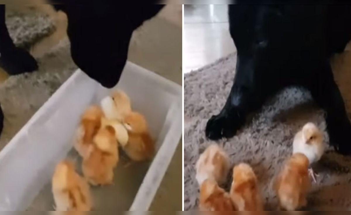 Facebook viral: perro conoce a los pollitos que su dueña adoptó y se ...