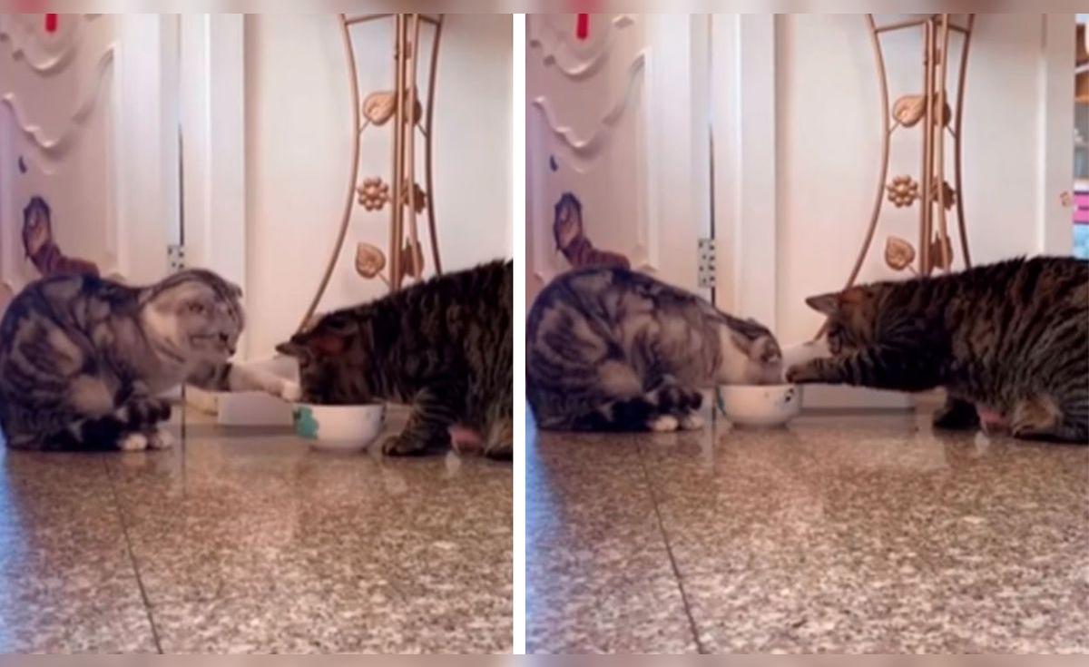 Facebook viral: gato comparte su comida con su ‘amigo’ y este conmueve ...