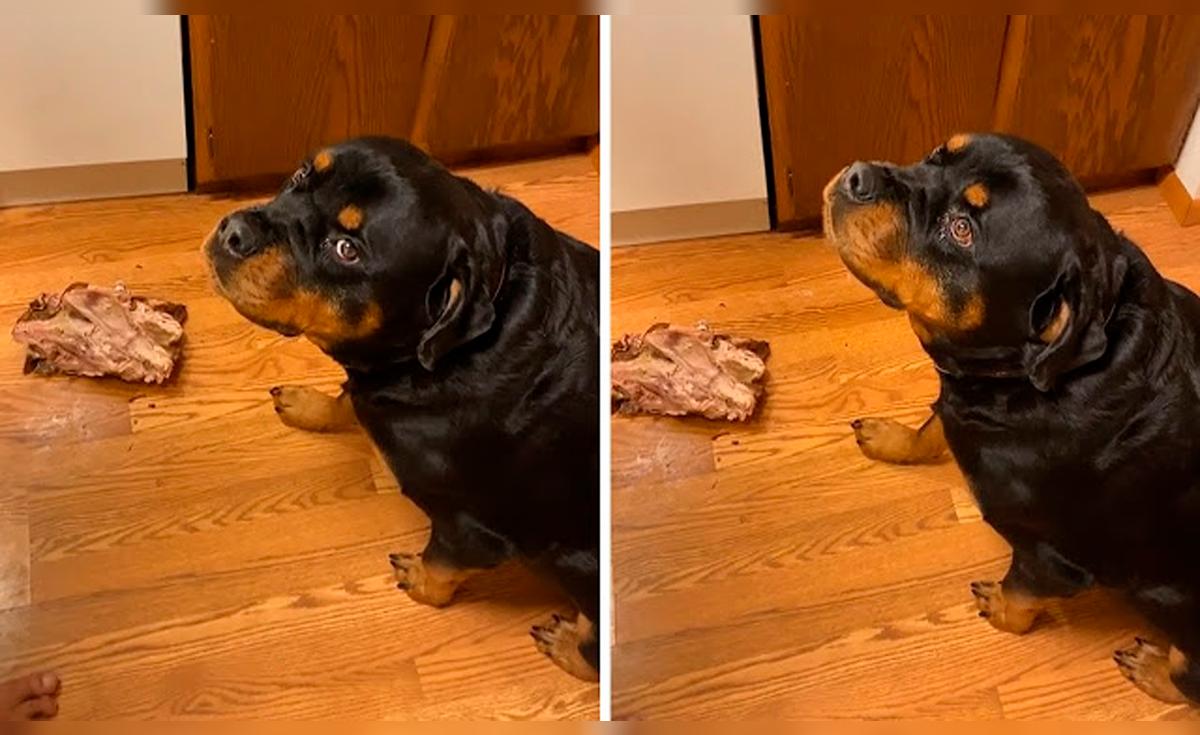 YouTube viral: Perro es regañado tras llevarse la mitad de un pavo de ...