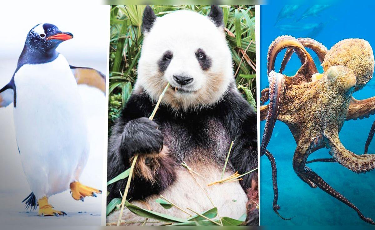 ¿Sabías qué? datos curiosos de animales que seguramente no sabías ATMP ...