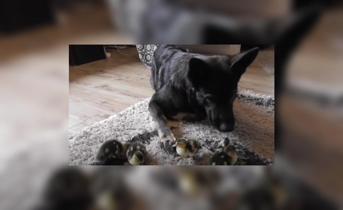 Facebook viral: perro cuida de unos pollitos y escena conmueve a miles ...
