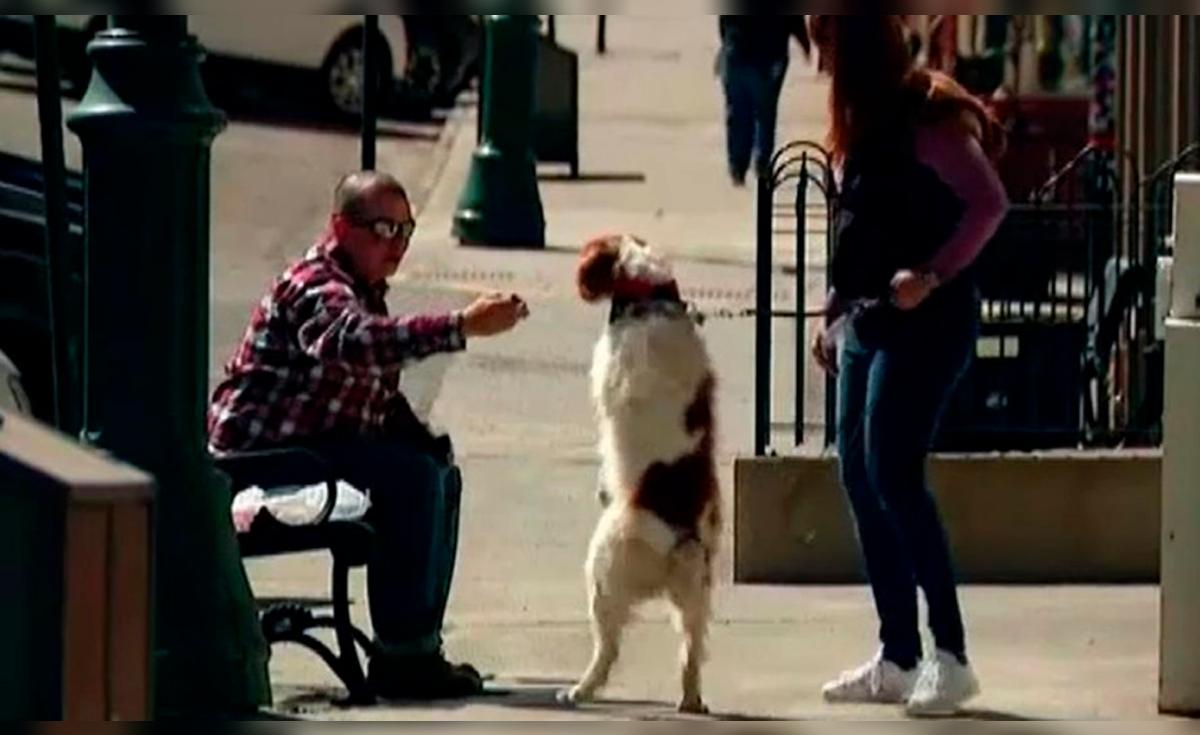 YouTube viral: dexter el perro que aprendió a caminar en dos patas tras ...