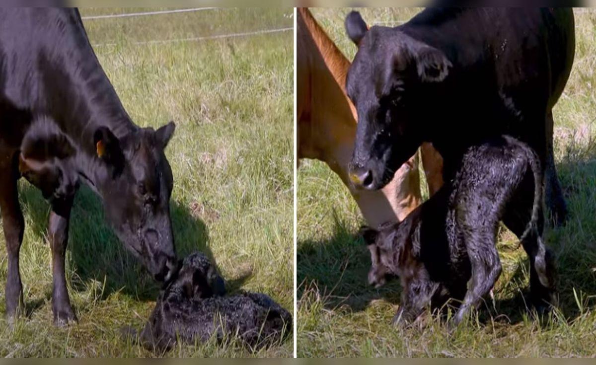 YouTube viral: Vaca es captada apoyando a su bebé recién nacido para ...