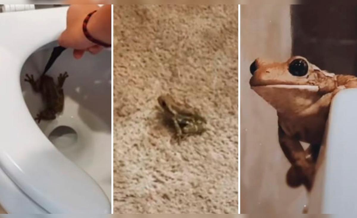 TikTok viral: mujer protagoniza impactante escena al encontrar un sapo ...