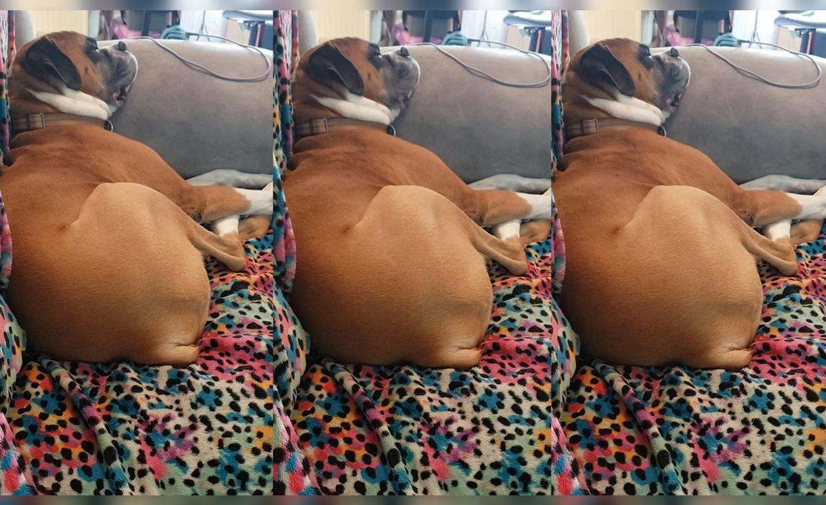 YouTube viral: Perrito de raza bóxer disfruta de una siesta y ronca ...