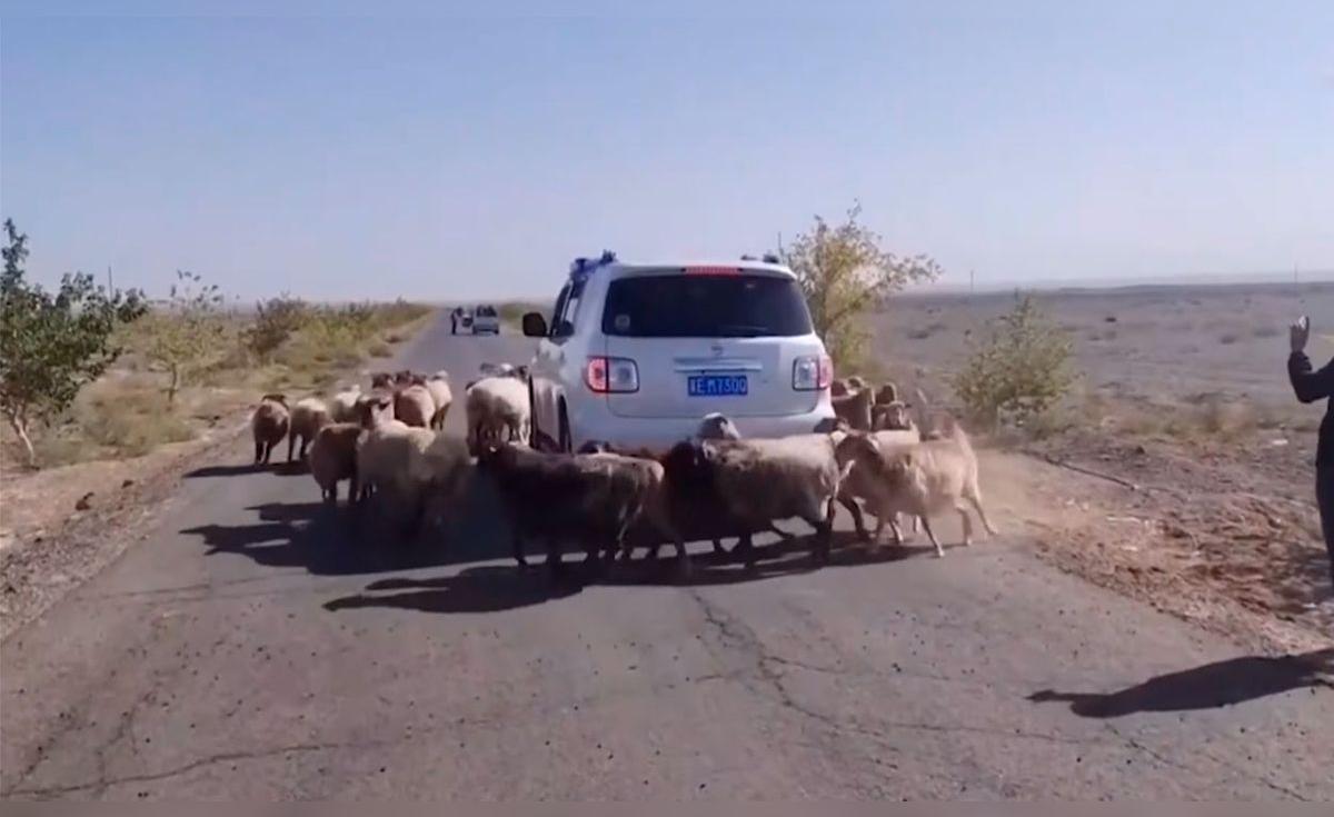 YouTube viral: ovejas toman por sorpresa a conductor al rodear su ...