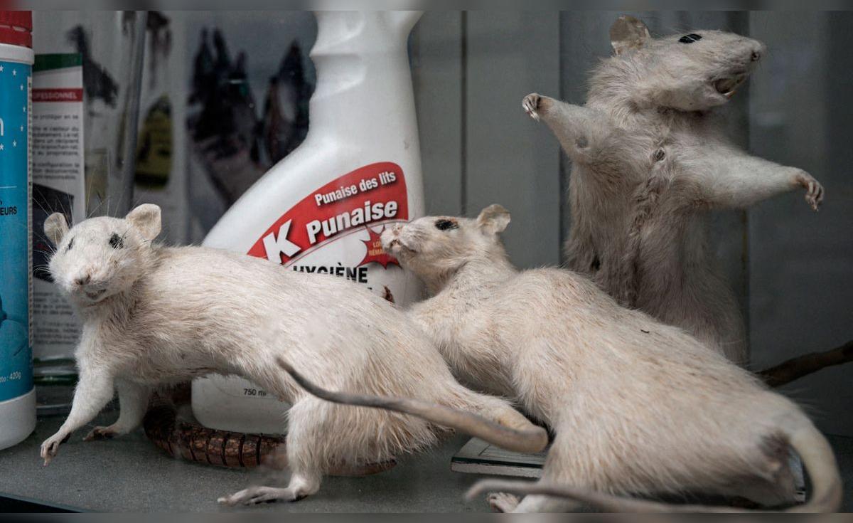 Genetistas revelan cómo ‘resucitar’ una especie de rata extinta hace ...