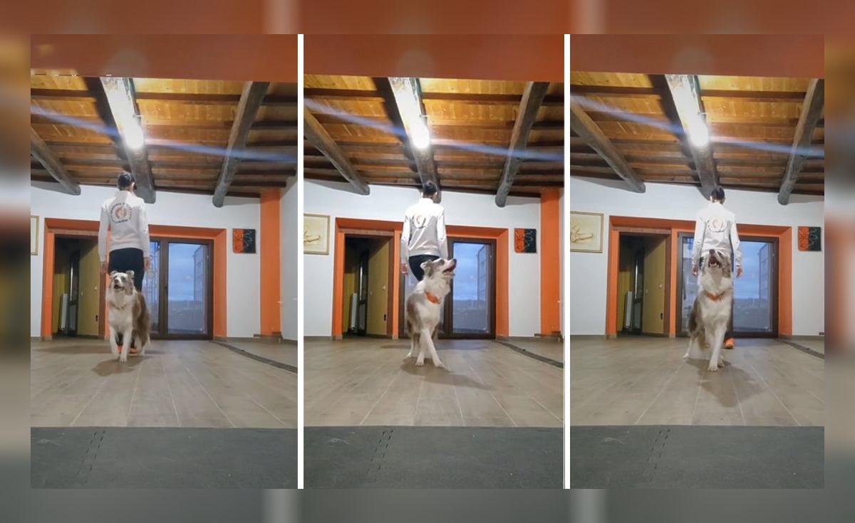 TikTok viral: perro sorprende con increíble coreografía al bailar ...