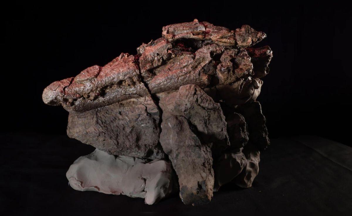 Hallan fósil de un cocodrilo que comía dinosaurios hace 95 millones de ...