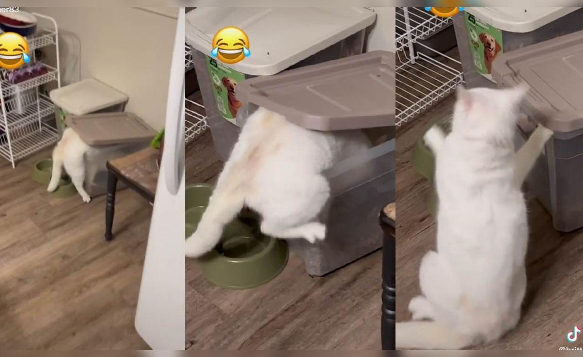 TikTok viral: joven descubre a su gato ‘robando’ comida del recipiente ...