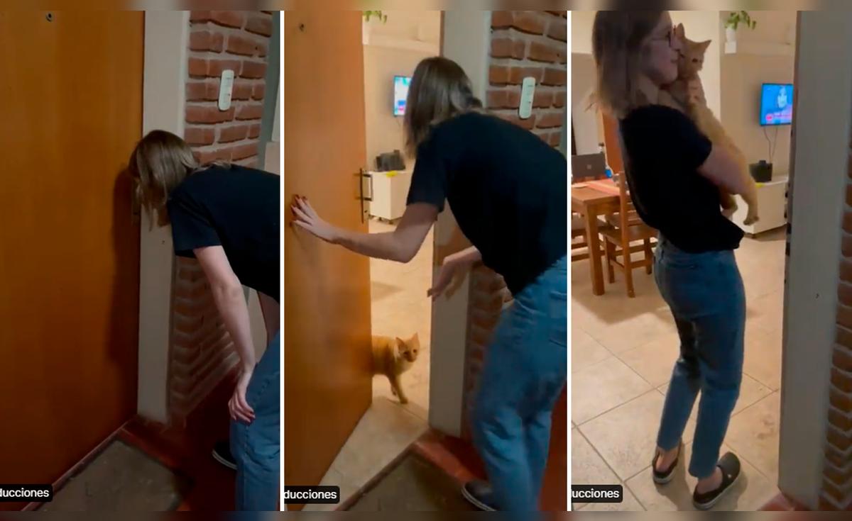 Facebook viral: gato es sensación en Facebook al abrir la puerta a su ...