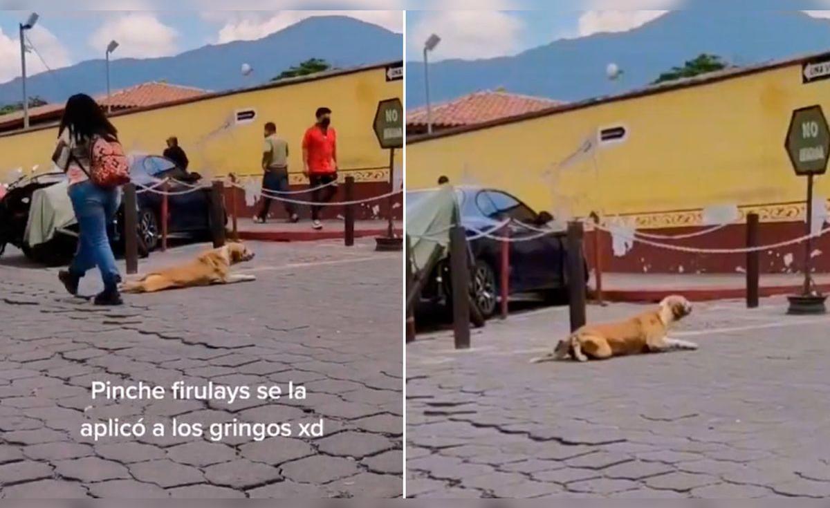 TikTok viral: perrito se hace el cojo para conmover a transeúntes y ...
