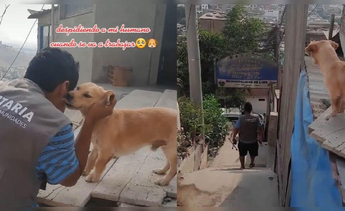 TikTok viral: perrito da ‘besitos’ a su dueño cuando se va a trabajar ...