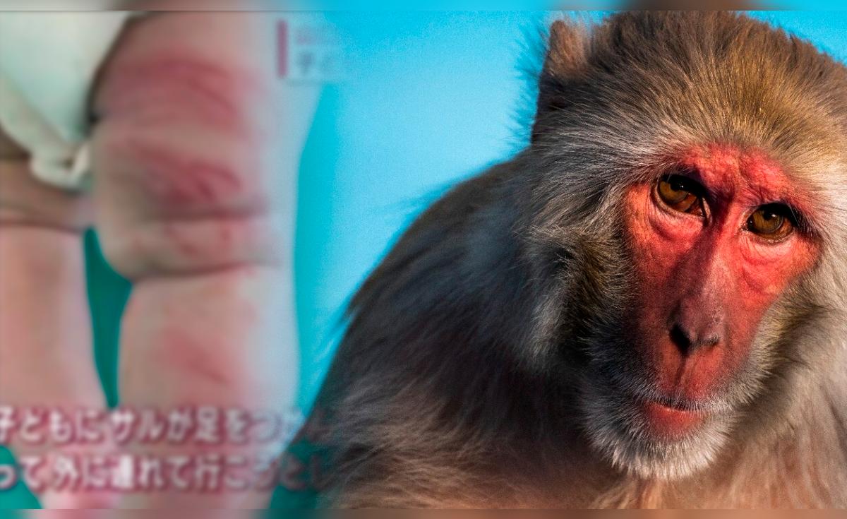Violento ataque de monos salvajes en Japón dejó 40 heridos, entre ellos ...