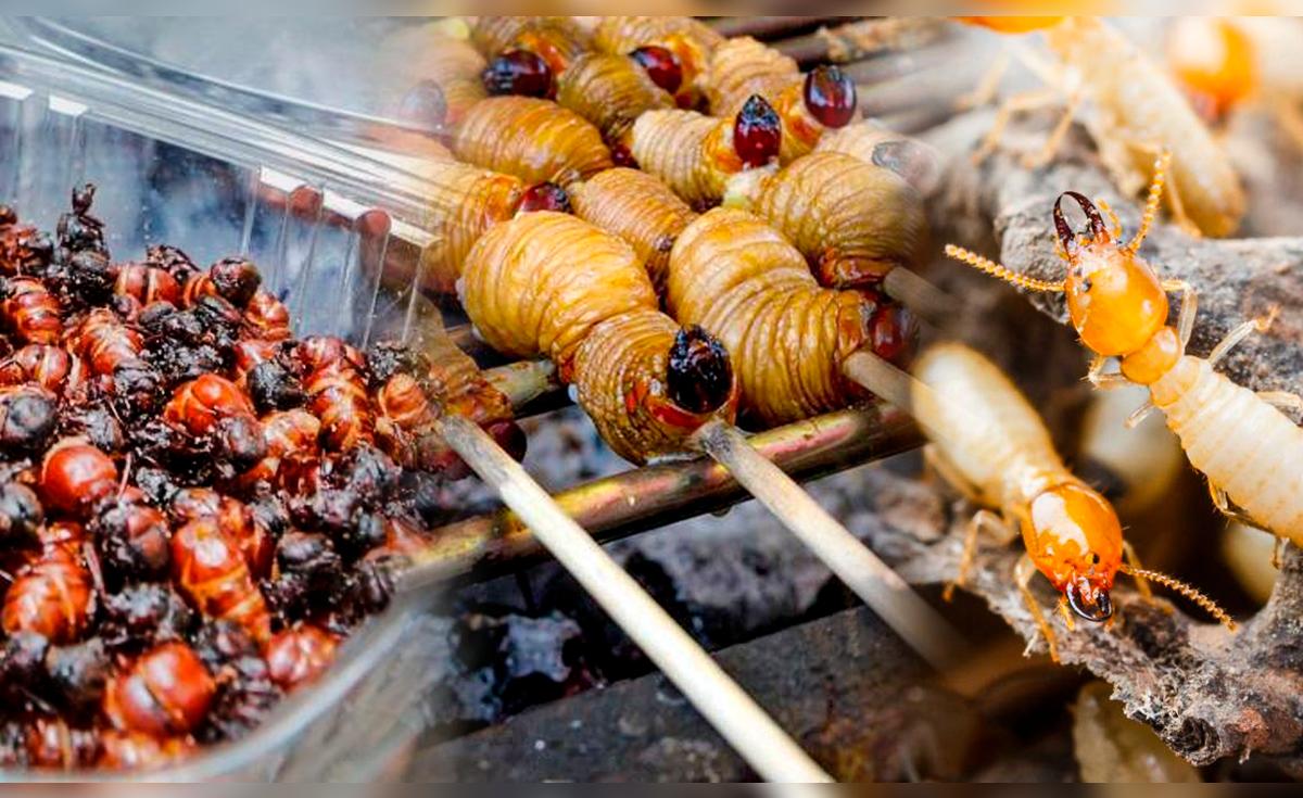 El mojojoy, las termitas ‘picantes’ y otros insectos que son manjares ...