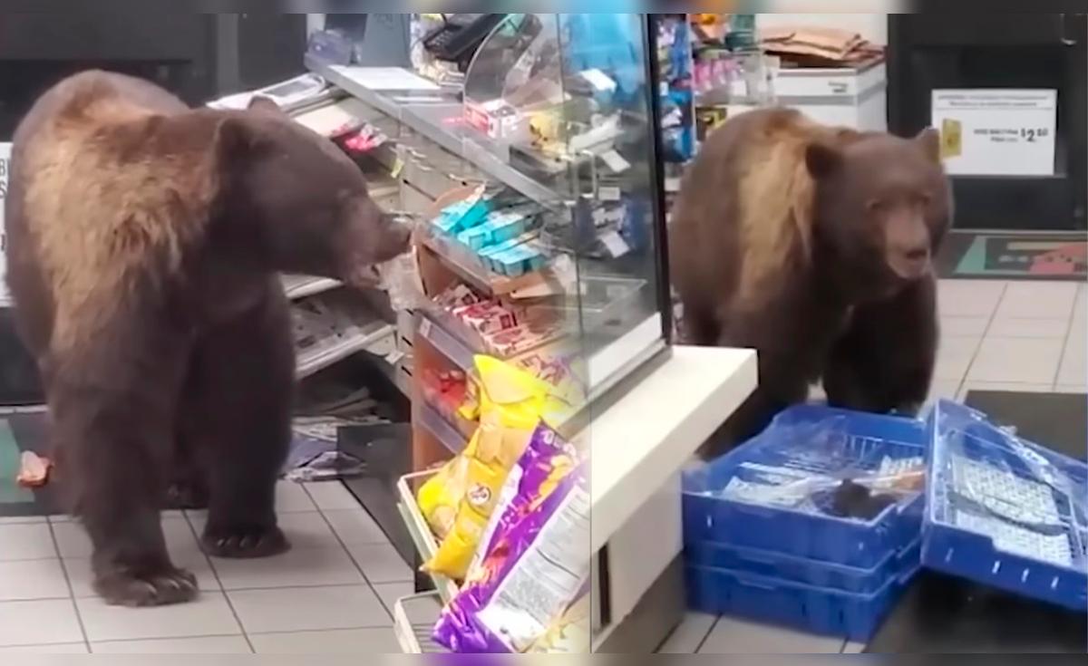 Un atrevido oso entra a una tienda y sorprende al cajero tras llevarse ...