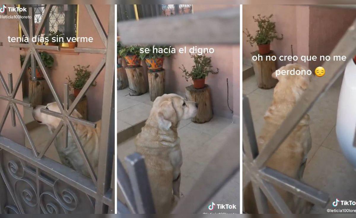 TikTok viral: perrito resentido se enoja con su dueña por no verlo por ...
