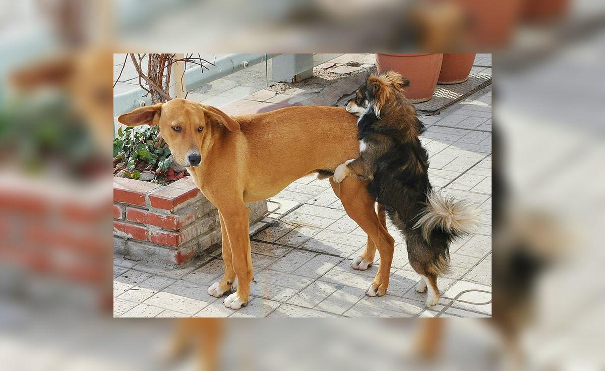¿Por qué mi perro macho monta a otros perros? | Mascotas | La República