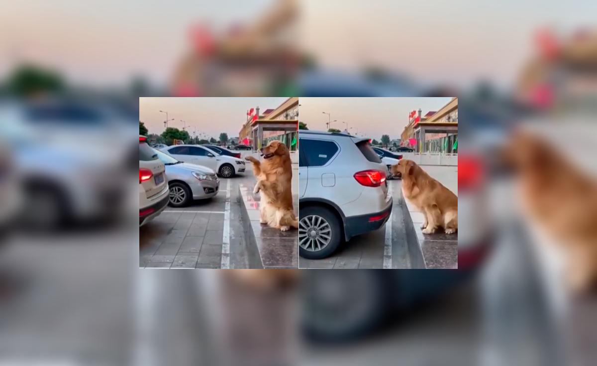 Instagram: perrito golden hace de valet parking y enternece las redes ...