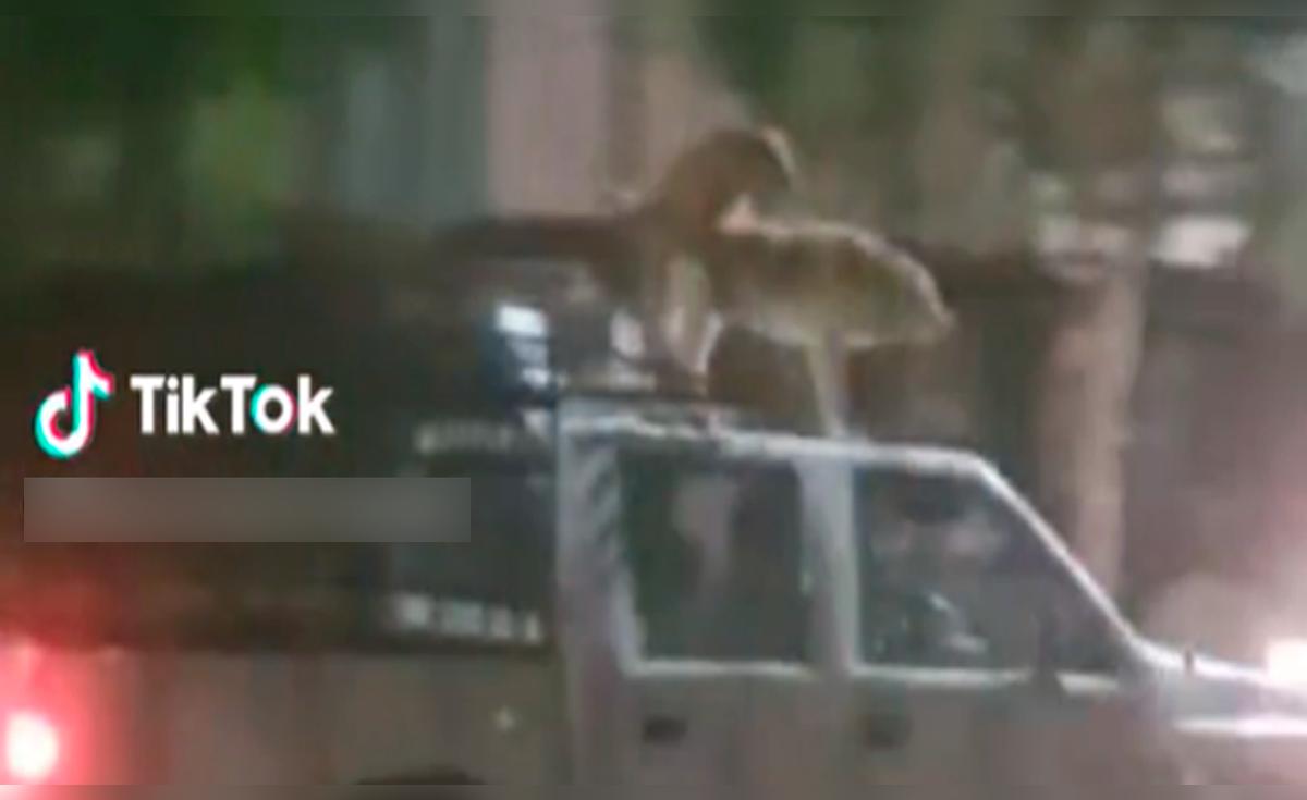 TikTok viral | ¿Y cómo son los perros en tu barrio? Captan a canes ...