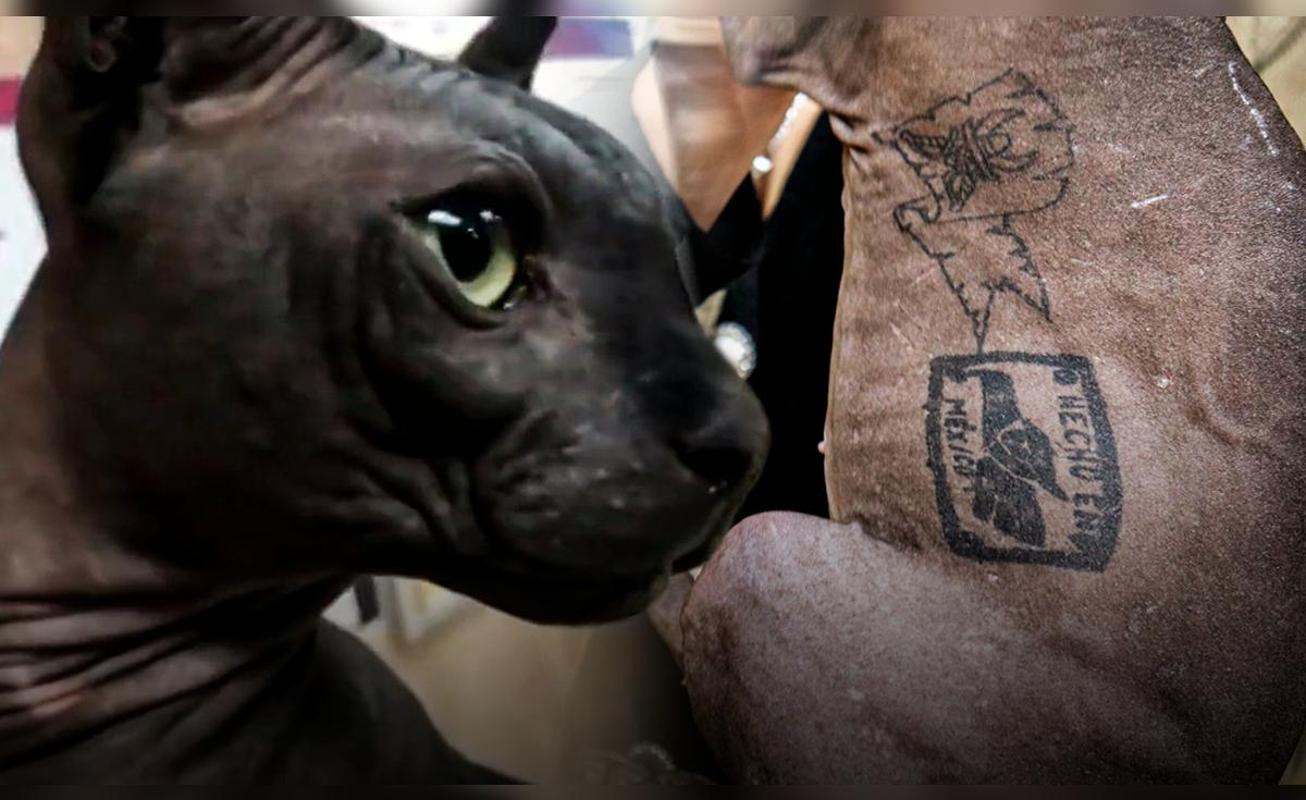 México | Narcos | Mishicles, el gato tatuado que perteneció a banda ...