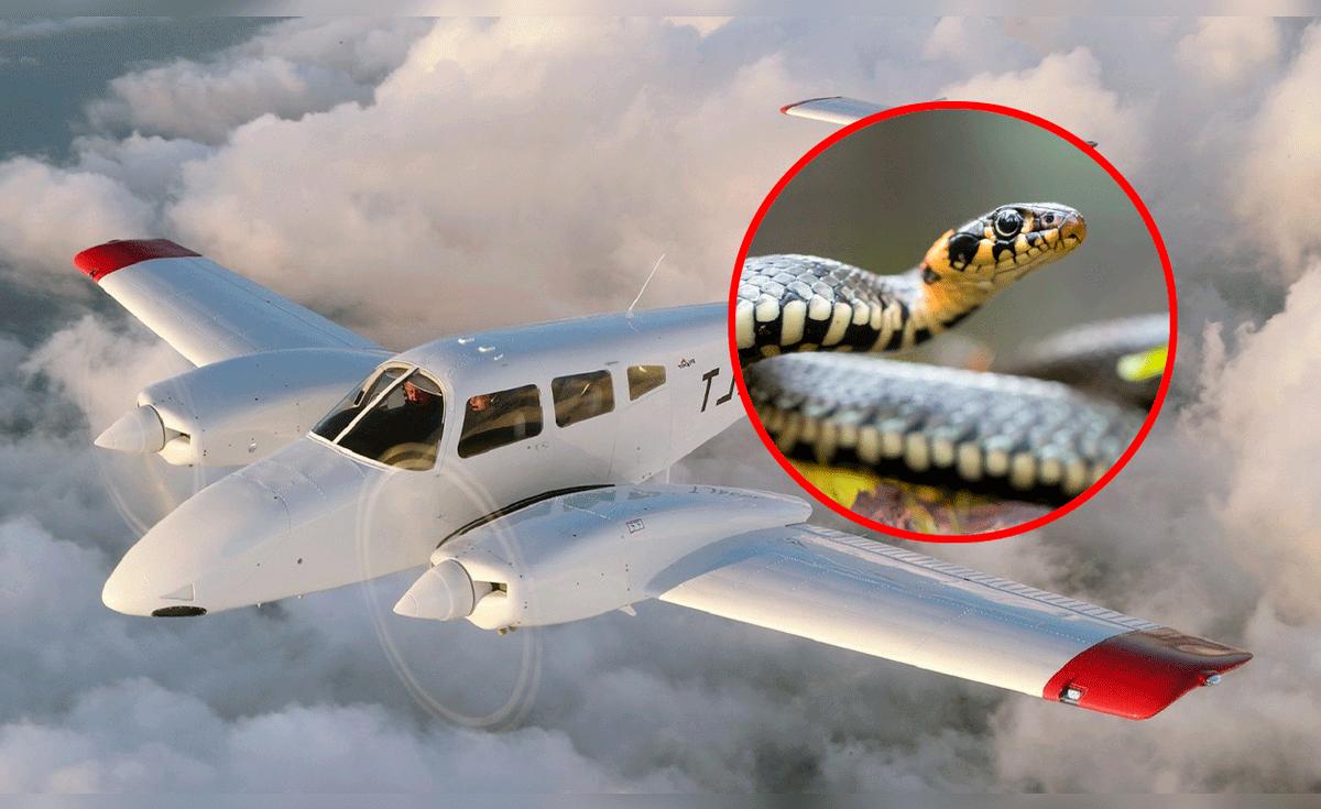 Viral | Rudolph Erasmus | Piloto encuentra una serpiente por su asiento ...