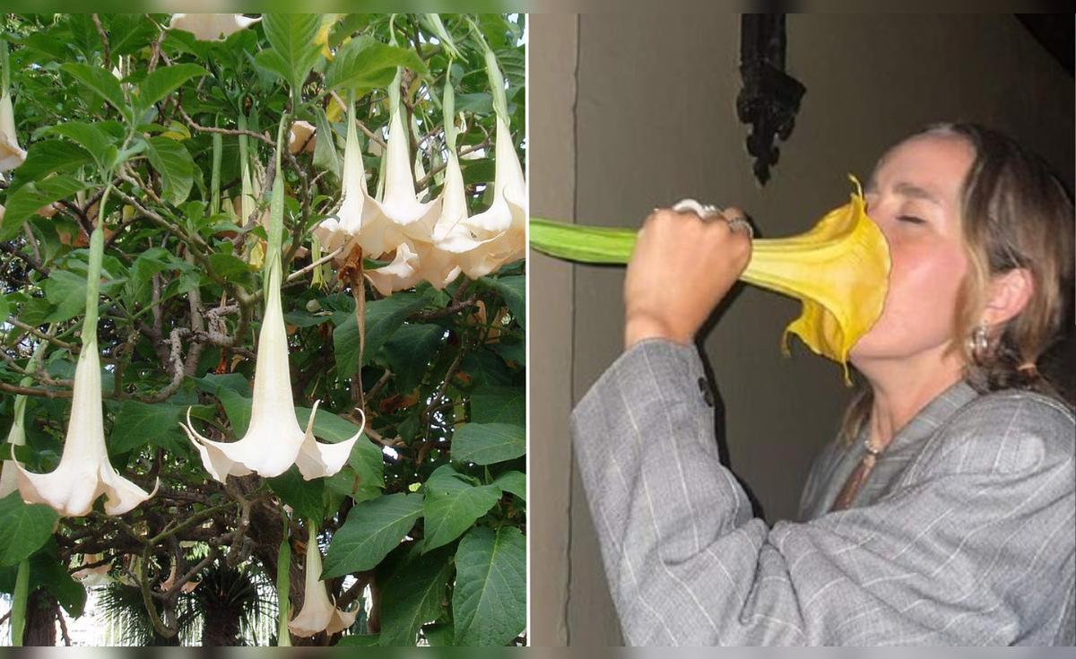 Floripondio: ¿De niño recogías y olías esta flor? Conoce los peligros ...