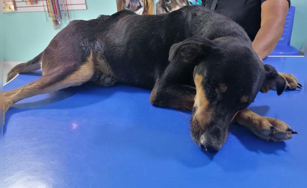Maltrato animal | Piden ayuda para perro quemado con agua hervida en ...