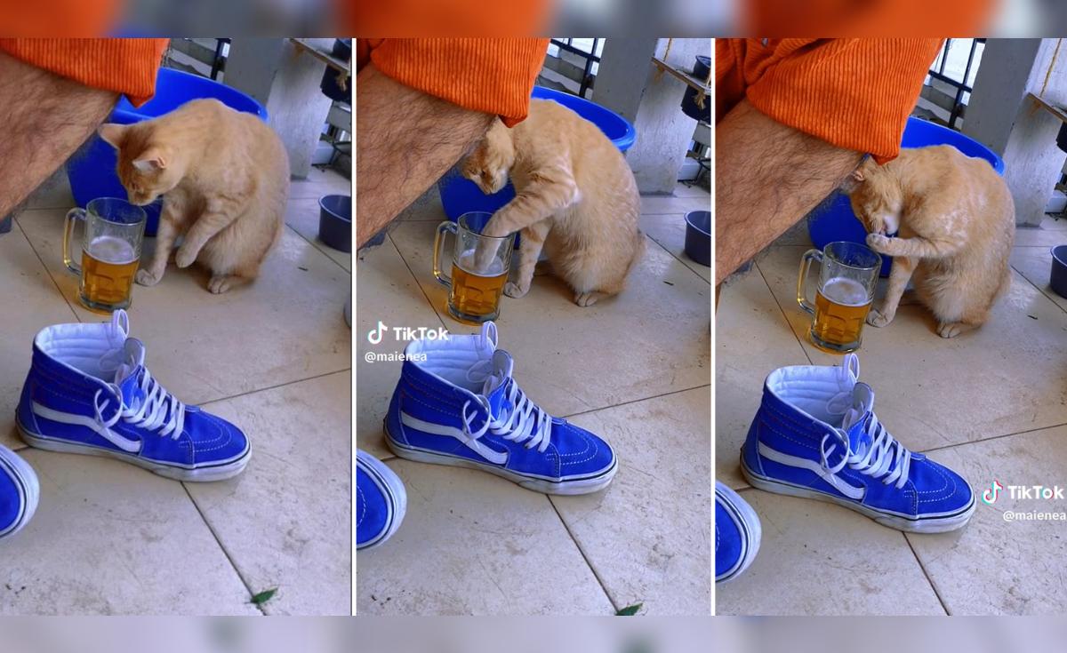 TikTok viral | Gatito prueba cerveza del vaso de su dueño y se vuelve ...