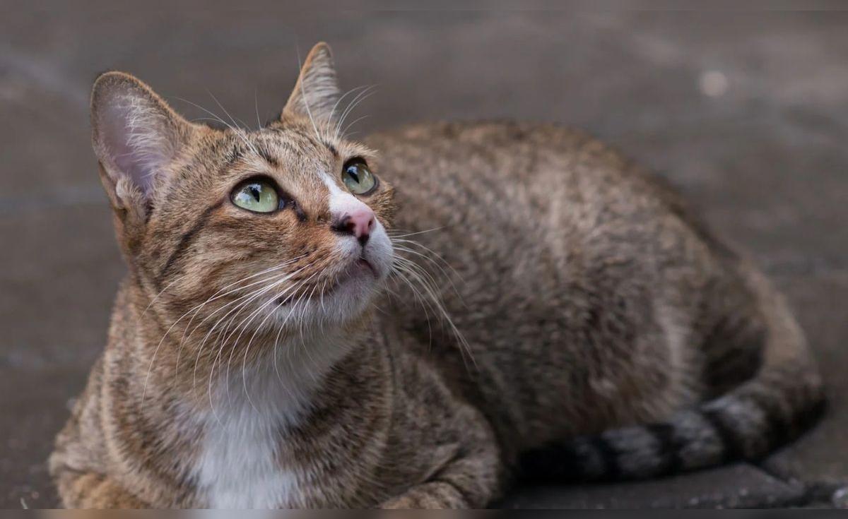 ¿Por qué un gato se va de la casa y no vuelve nunca más?: esta es la ...