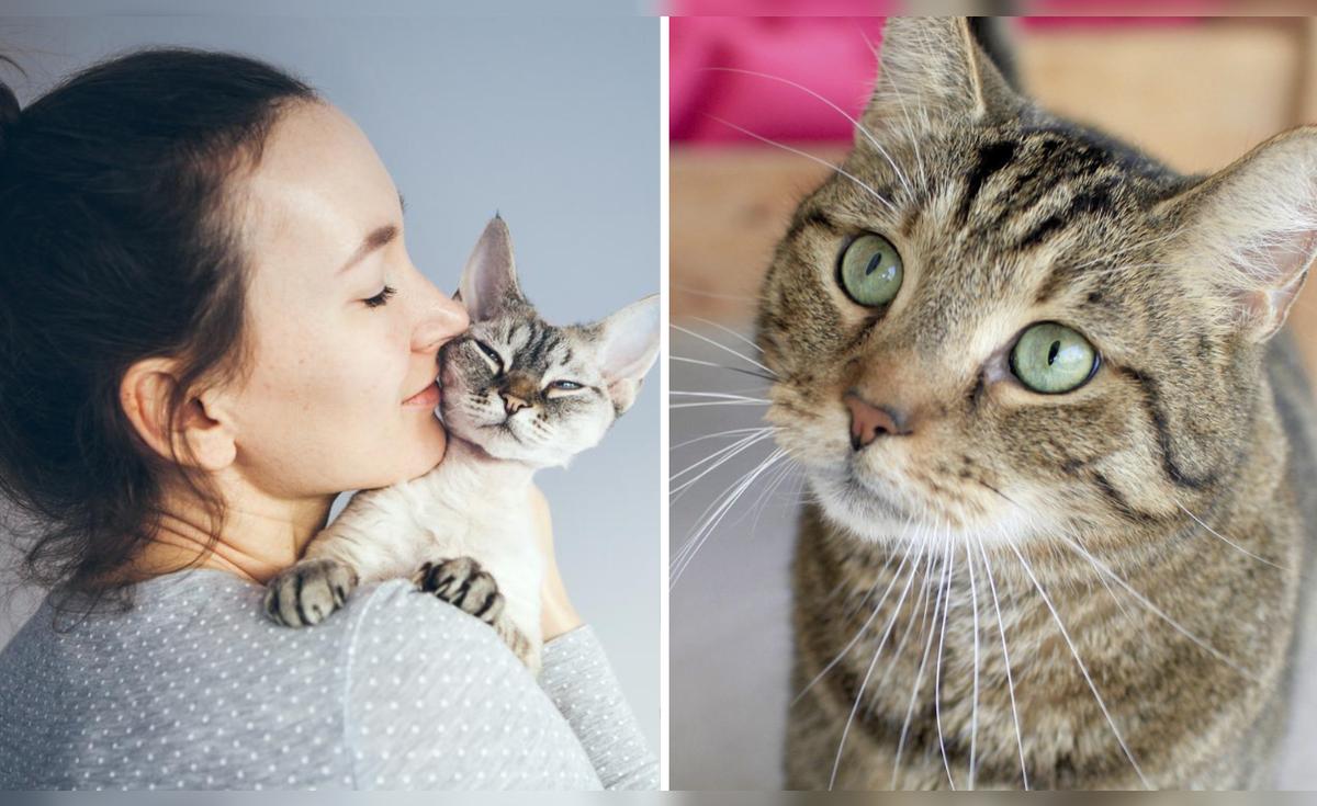 ¿Por qué una persona que ve a un gato por primera vez le dice 'michi ...