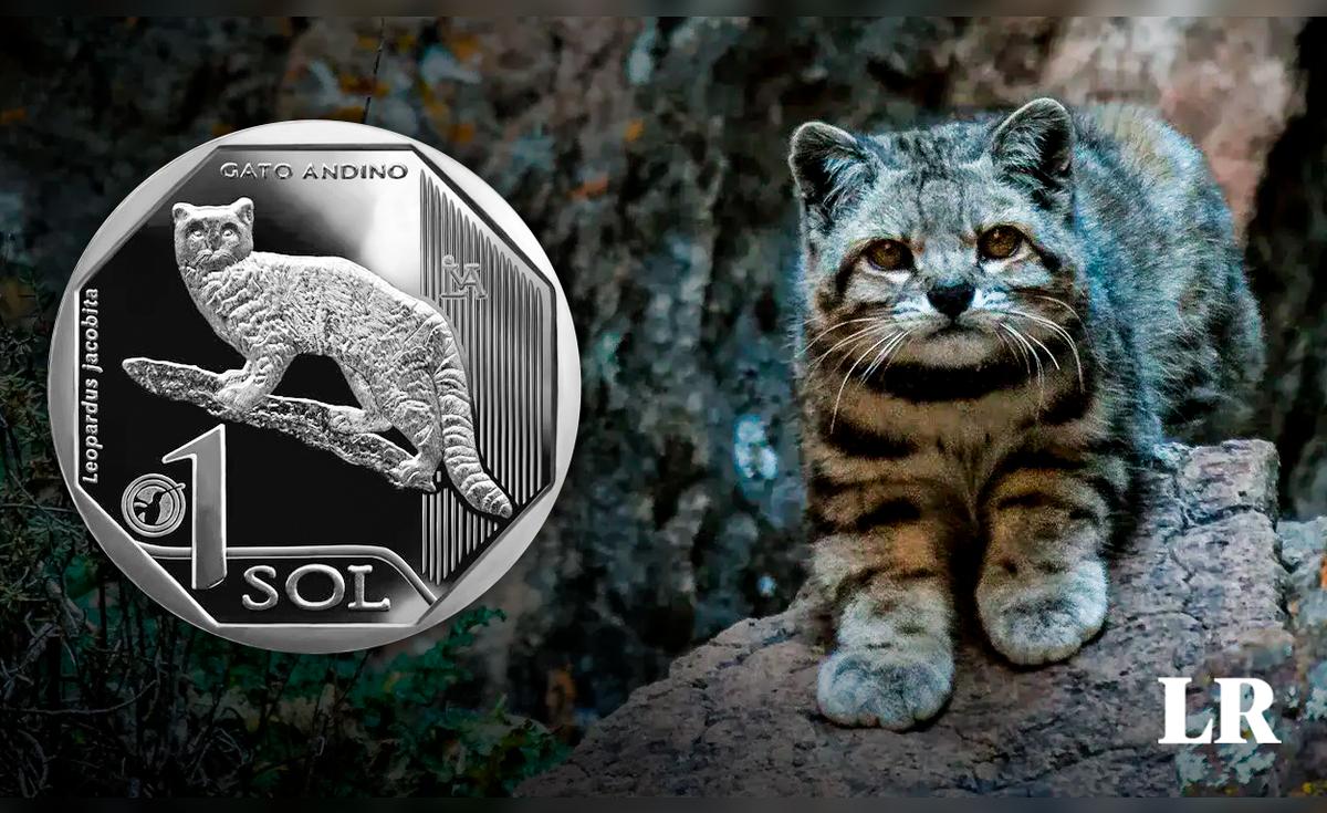 Así luce el gato andino, el michi peruano con su propia moneda y que ...