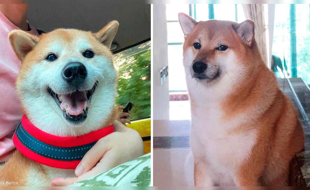 Meme | ¿Quién era Cheems, el perrito viral que rompió el corazón en ...