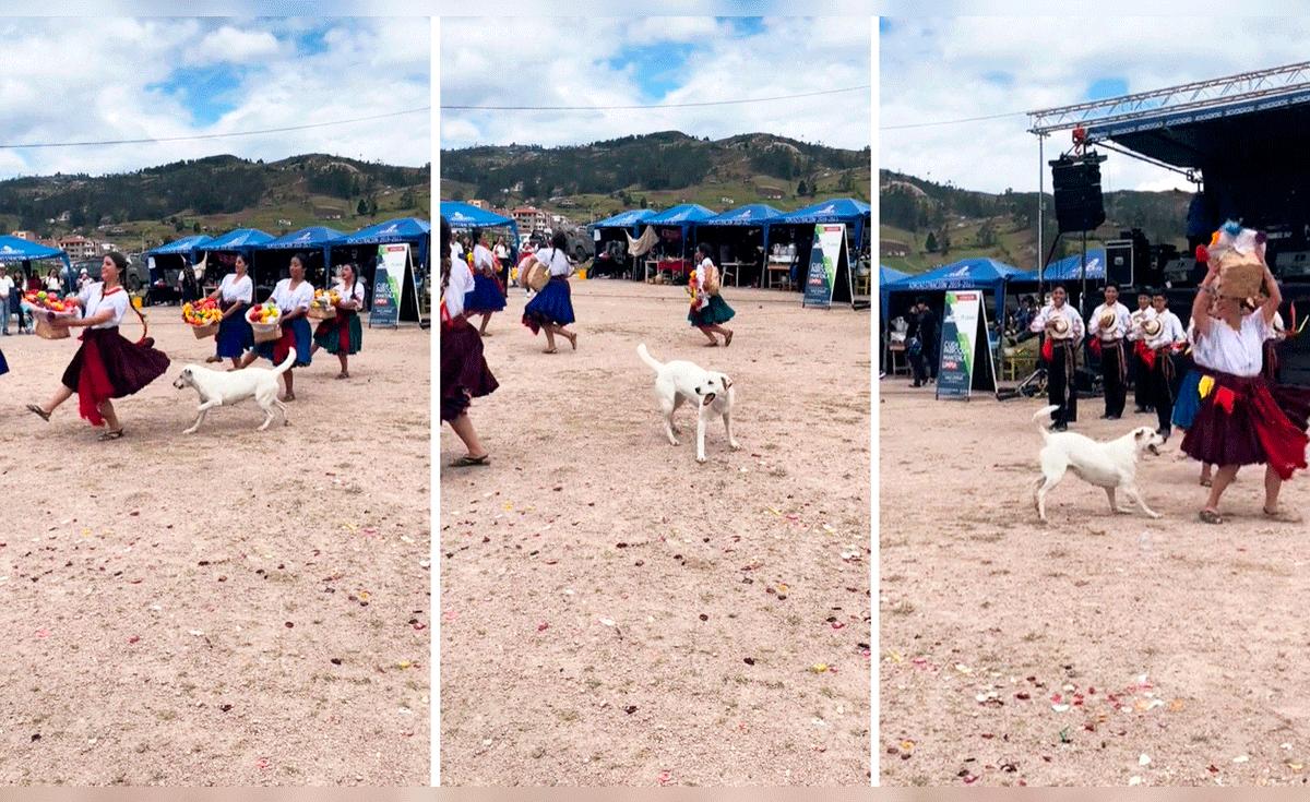 TikTok viral | Perrito interrumpe show de baile folclórico y usuarios ...