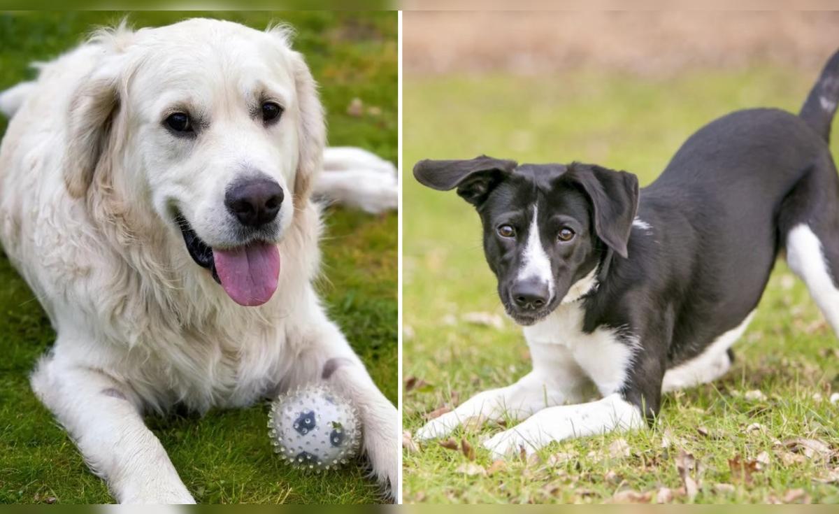 Firulais: ¿qué significa realmente y por qué le dicen así a los perros ...